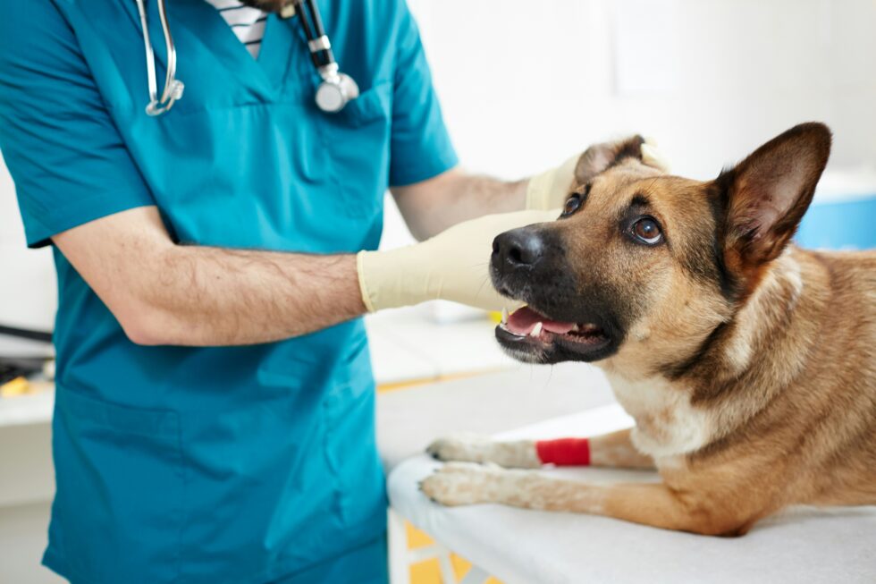 The Importance of a Veterinarian-Client-Patient Relationship (VCPR ...